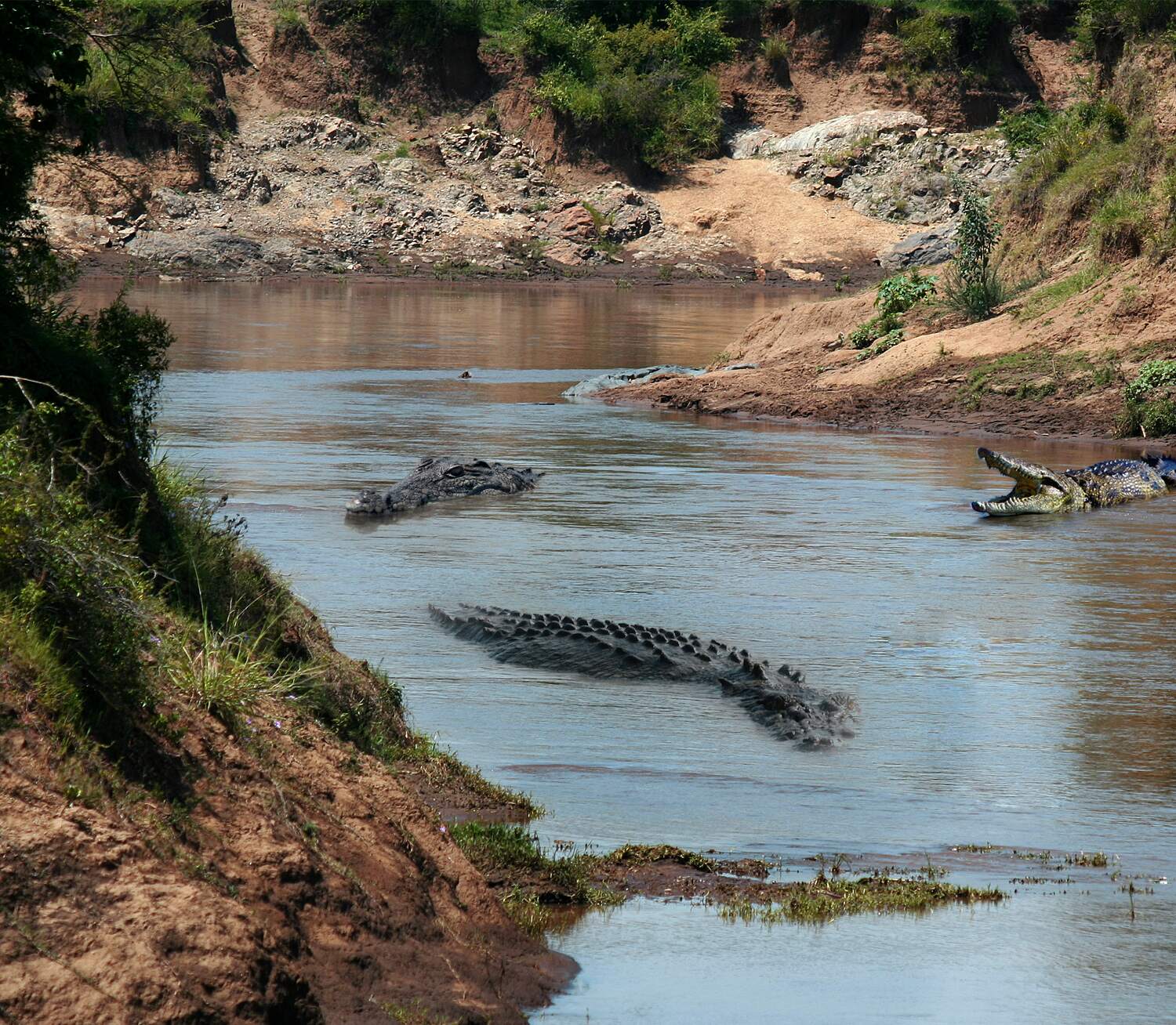 Chambal Gypsy Safari Tour Booking | Chambal Crocodile Safari